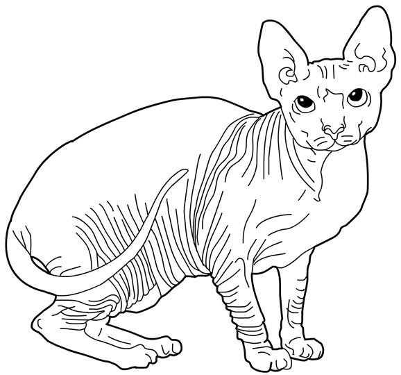 Cat Color Pages Printable. Cats Coloring Page Sphynx / Cats - Coloring ...