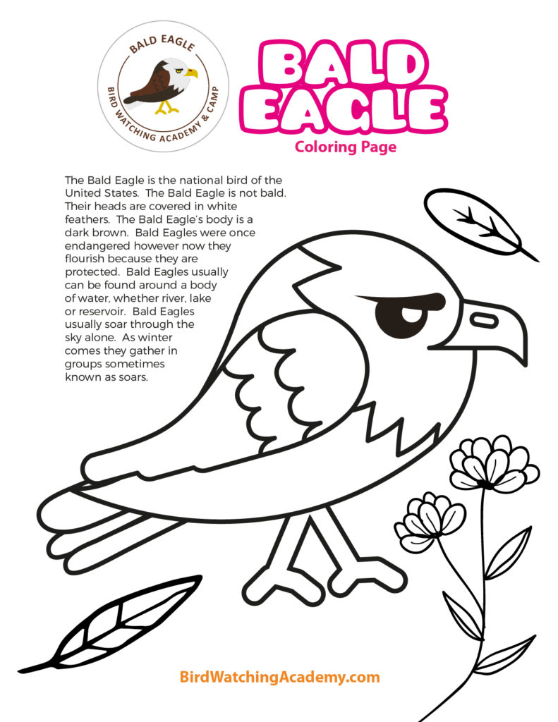 Bird Coloring Page Watching Academy - Coloring Nation