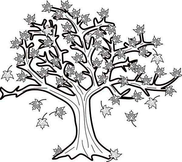 Maple Tree Coloring Page For Kids - Coloring Nation