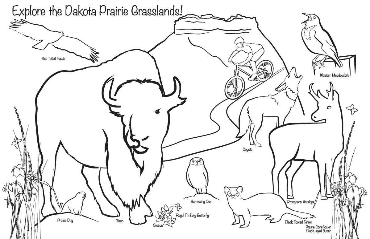 Illustration And Graphic Design Of Coloring Page For USFS DNR Park ...