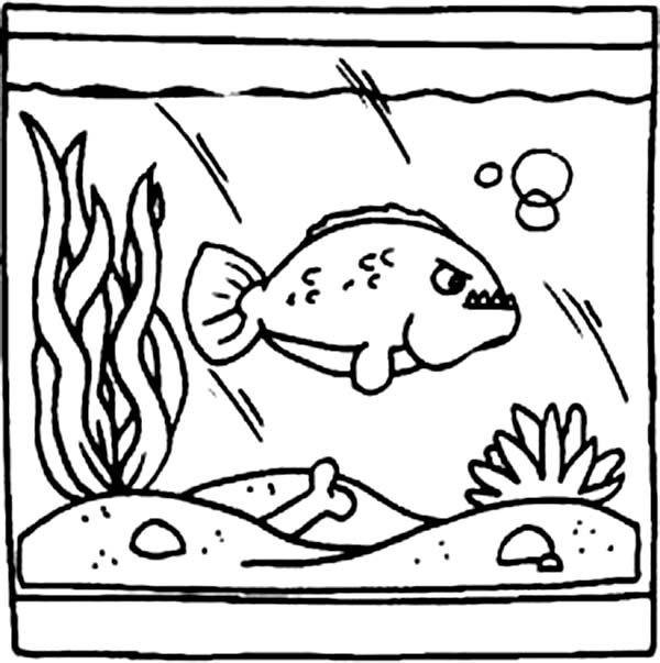 Predator Fish In Fish Tank Coloring Page - Coloring Nation