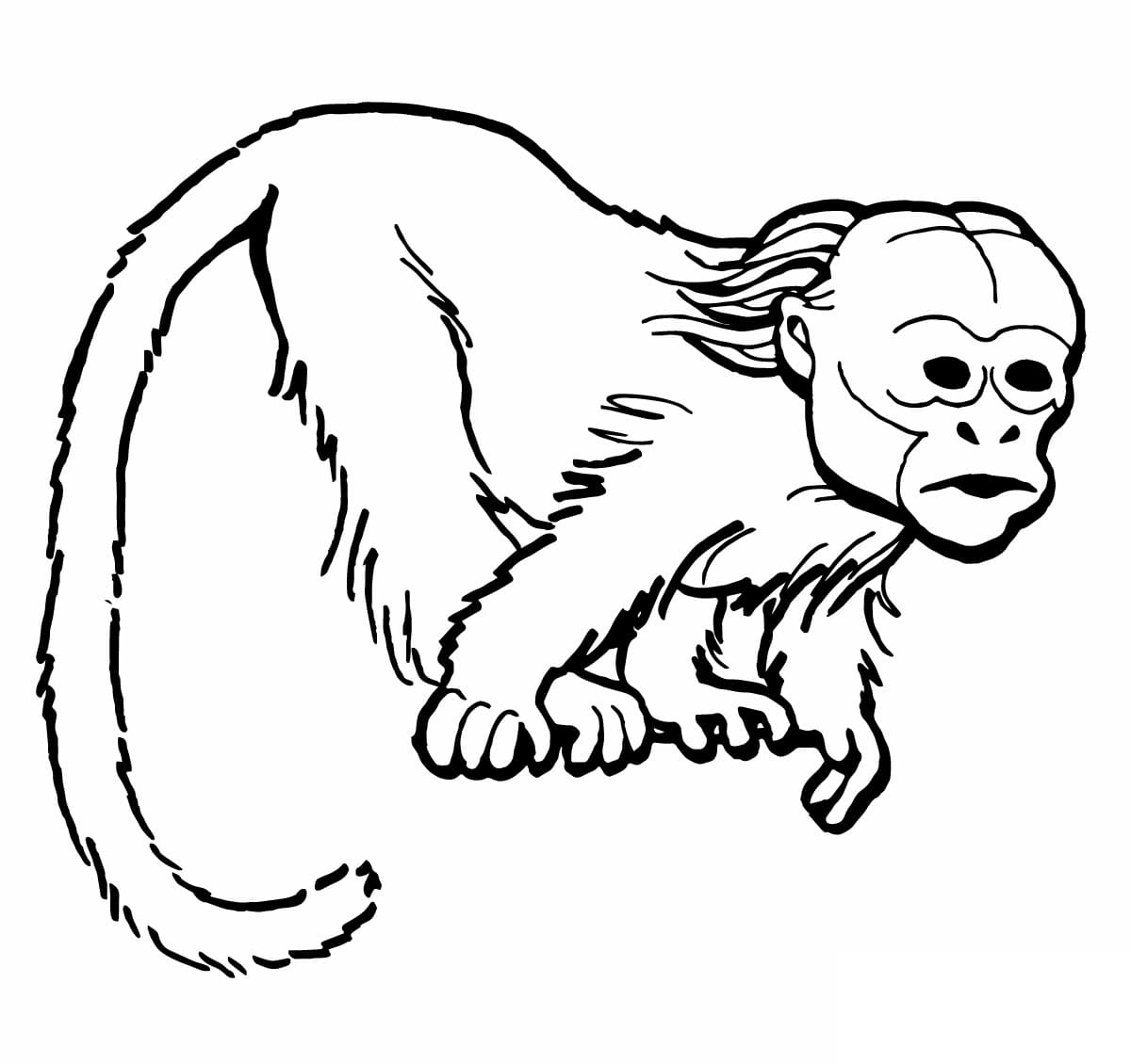 Howler Monkey Coloring Pages - Coloring Nation