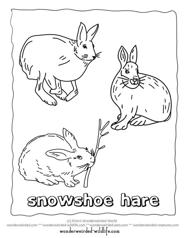 Arctic Hare, Coloring Page And Snowshoe - Coloring Nation