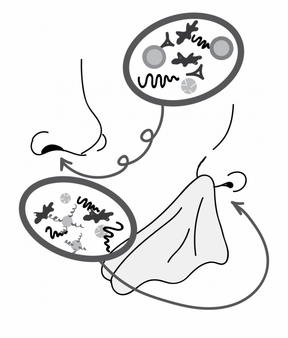 Common Cold Study Revisited Cold Drawing. Transparent - Coloring Nation