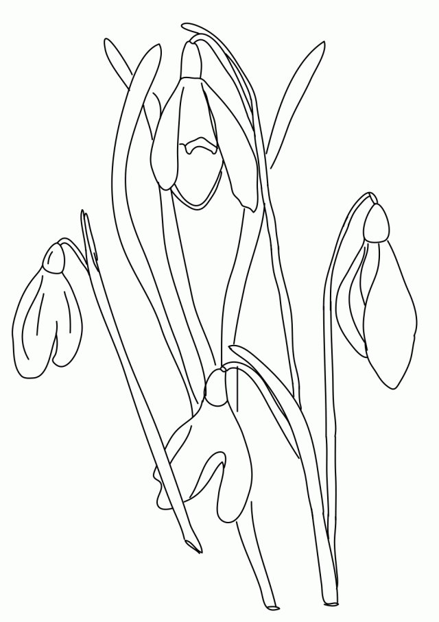 Snow Drops Flowers Coloring Page - Coloring Nation