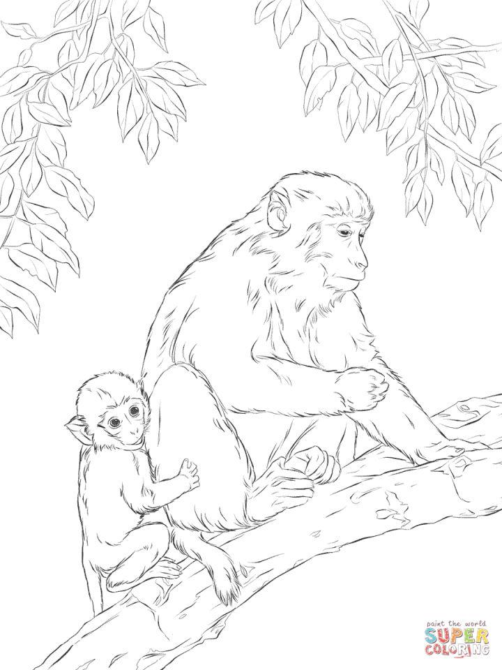 Howler Monkey Coloring Pages - Coloring Nation