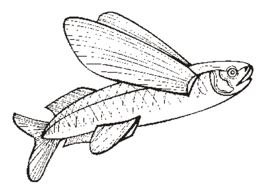 Flying Fish Coloring Sheet - Coloring Nation